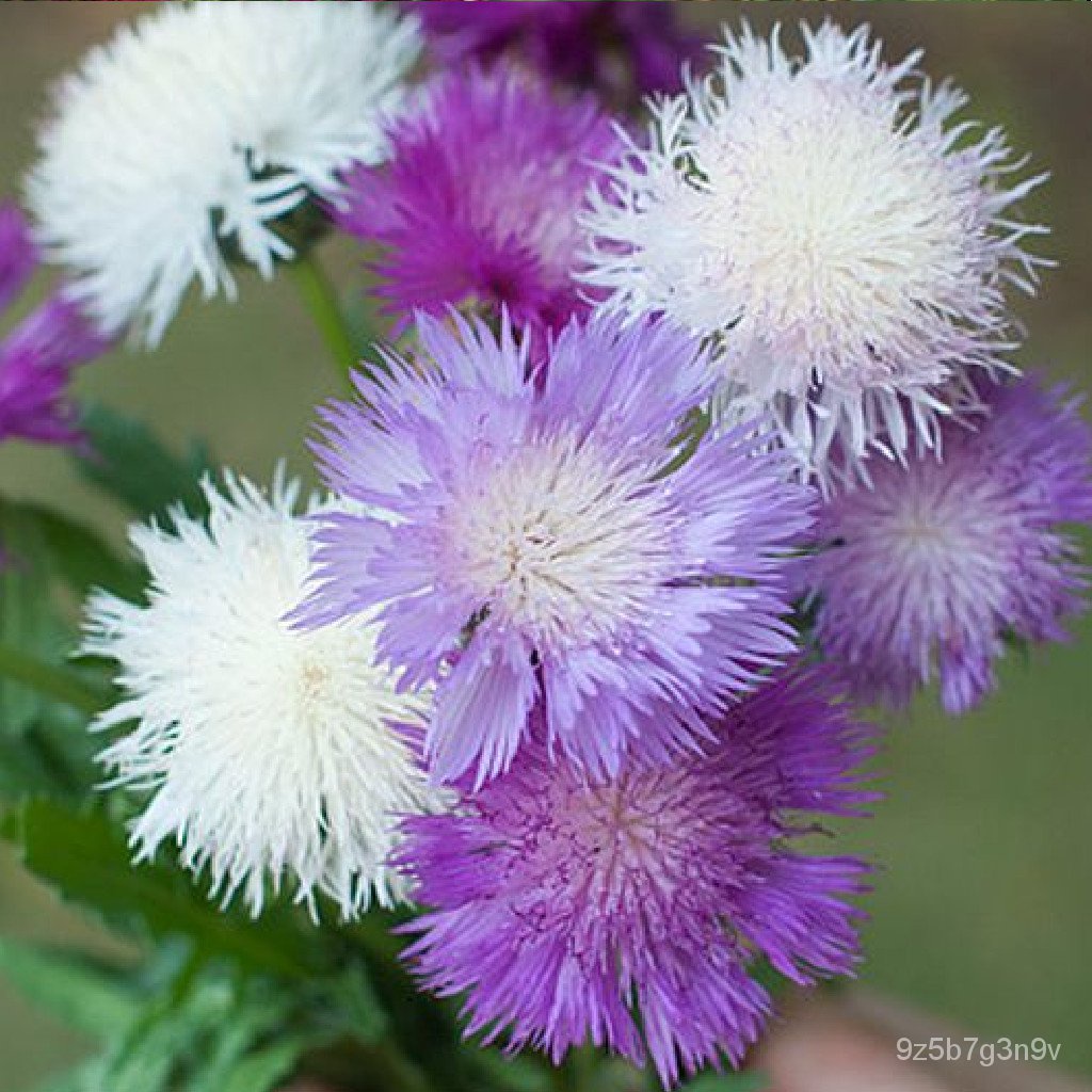 จุดประเทศไทย Sweet Sultan 20 Seeds Centaurea Moschata Annual Mixed ...