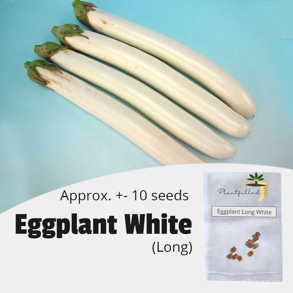 Plantfilled Eggplant Long White Seeds - Vegetable - 10 ...