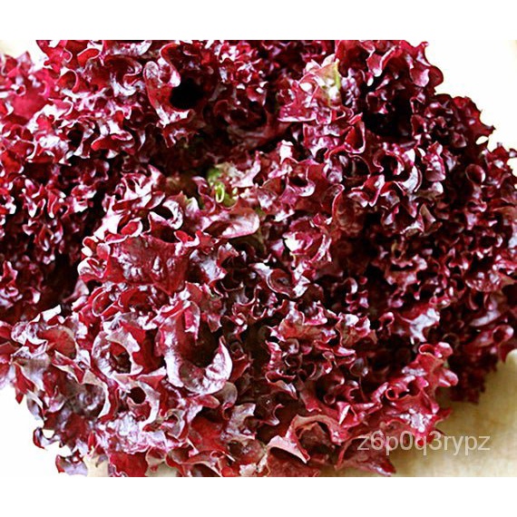 Lollo Rosa Seeds - Red Lettuce Seedsคื่นฉ่ายแม่และเด็กดอกทานตะวันผักชี ...