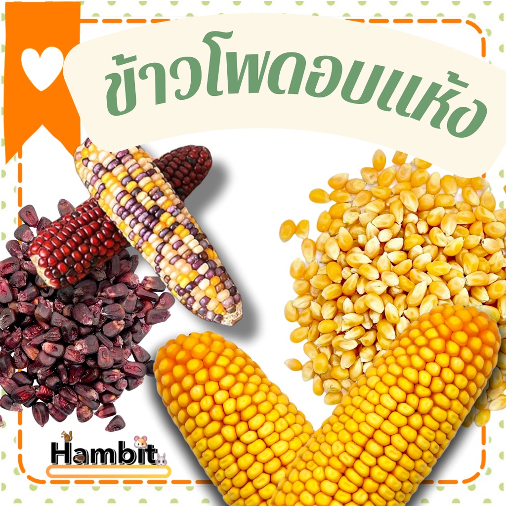 Hambit. ข้าวโพดอบแห้งสำหรับแฮมสเตอร์และสัตว์ฟันแทะทุกชนิด | Shopee Thailand