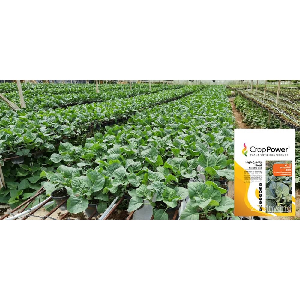 จุดประเทศไทย Kale seeds Benih Kailan ญี่ปุ่นคะน้าเมล็ด Crop Power Black ...