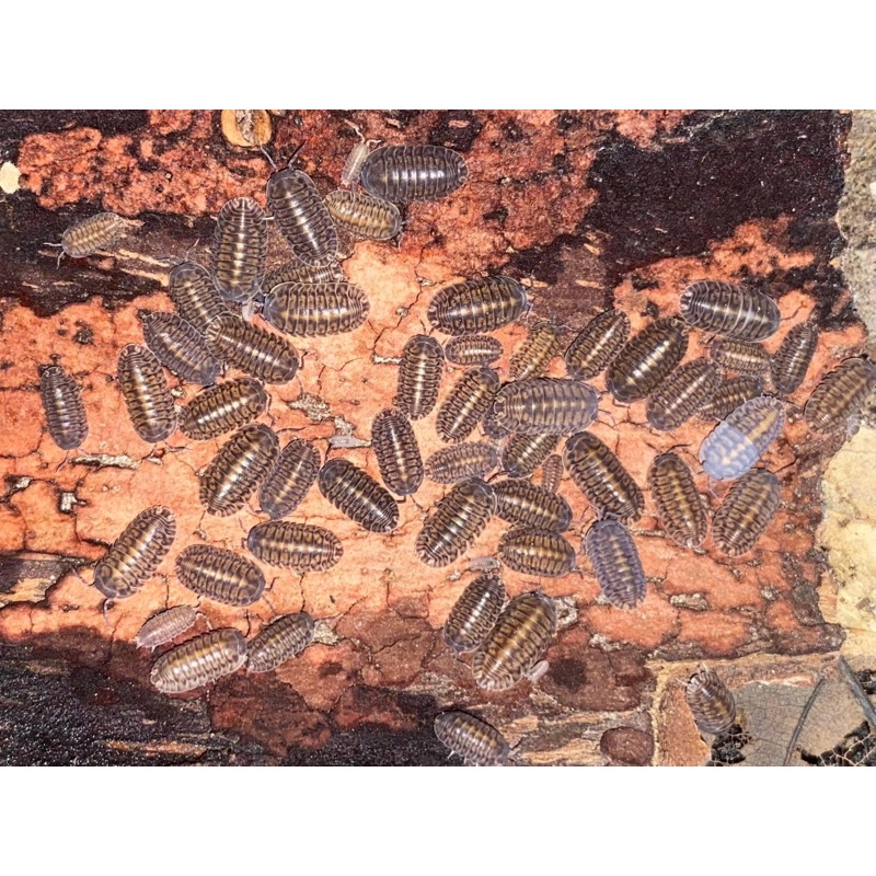 isopod cubaris sp.Platin - sin_isopod - ThaiPick