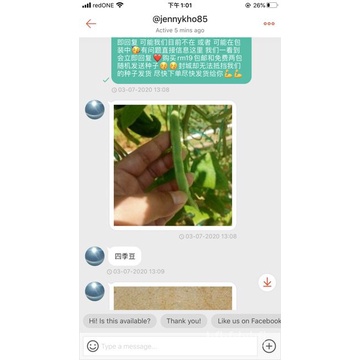 Dwarf green snap bean 3 seeds ไม่มีกรอบถั่วเขียว 3เม็ด 20Ek - bfhfdxhfj ...
