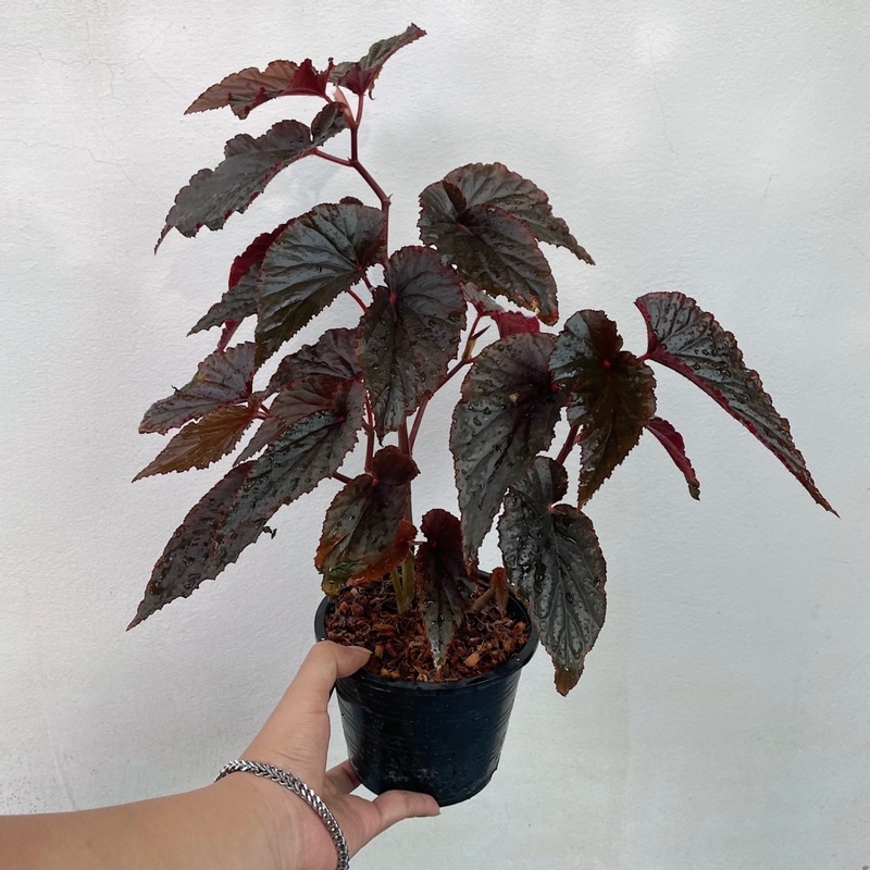 บีโกเนีย ปีกมังกรเเดง(Begonia Arabian Sunset.) | Shopee Thailand