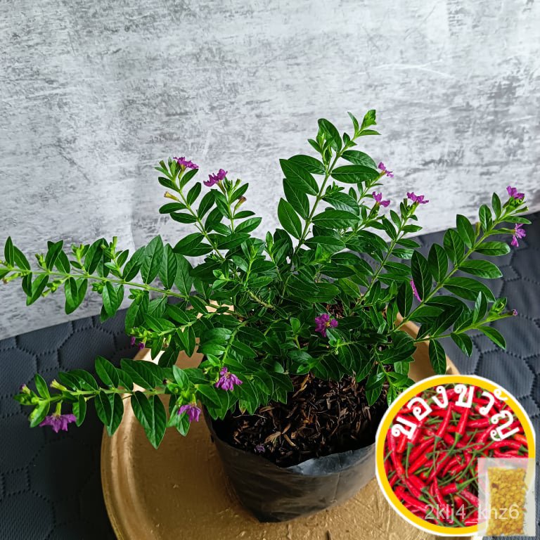 Anikanik Ph - Cupea Ornamental Live Rooted Plant香菜上衣鲜花生菜男装花园头饰裙子手链种子 ...