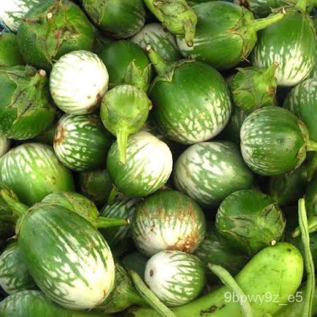 Eggplant Ilokano Bilog Talong (approx 180 seeds repack) แอปเปิ้ลบ้านและ ...