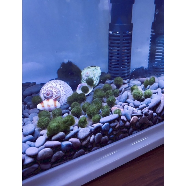ชุด 5 แถม ปุ๋ย 1ขวด สาหร่ายมาริโมะ - MariMo ️ขนาด 0.5 cm 5ลูก แถม ปุ๋ย1 ...