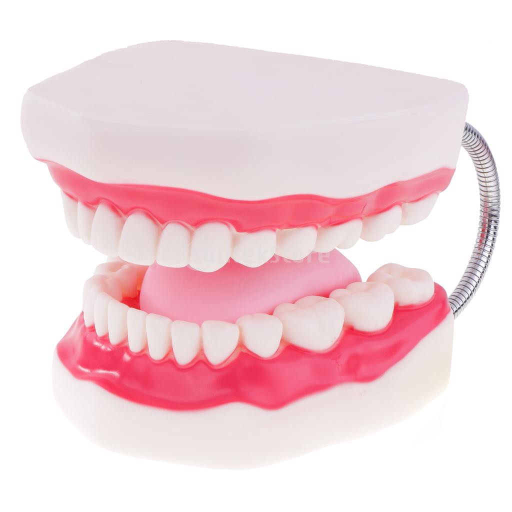 Human Mouth Model Teeth Tongue Model Dental Caring Display ...