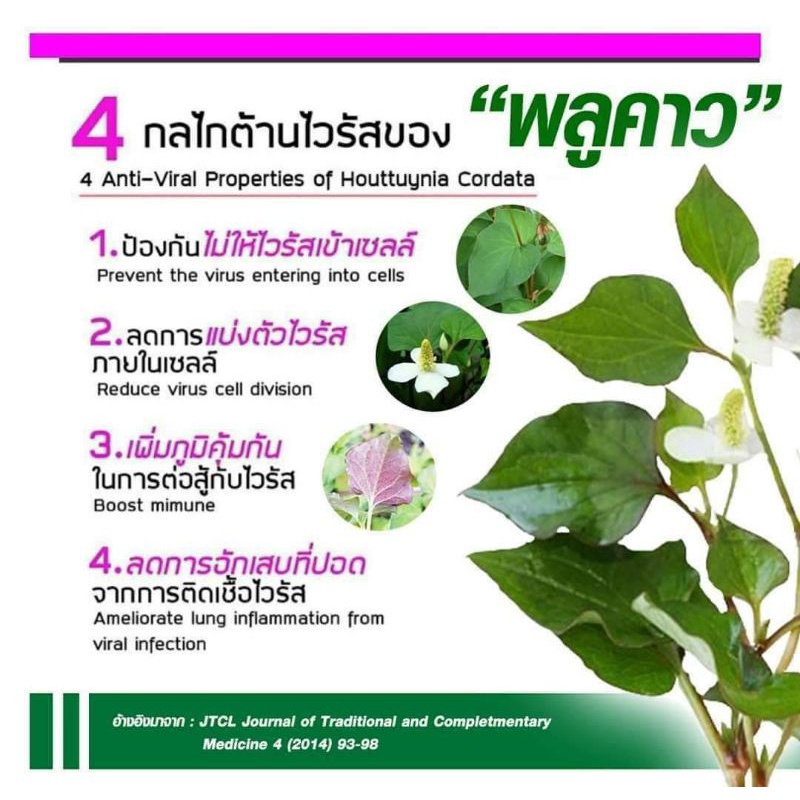 Dokudami capsule️พลูคาว คาวตอง สกัดเข้มข้น โดกุดามิ 30แคปซูล โดกุ ...