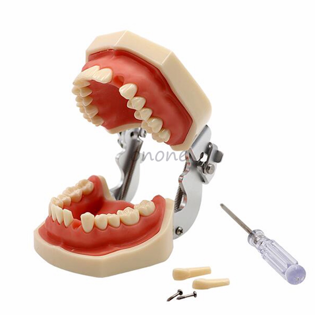 1pcs Good Quality 28 Teeth Dental Typodont Teeth Model With Removable ...