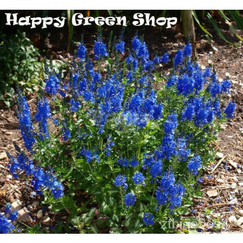 Speedwell - Royal Blue - 20 seeds - Veronica teucrium - Perennial ...
