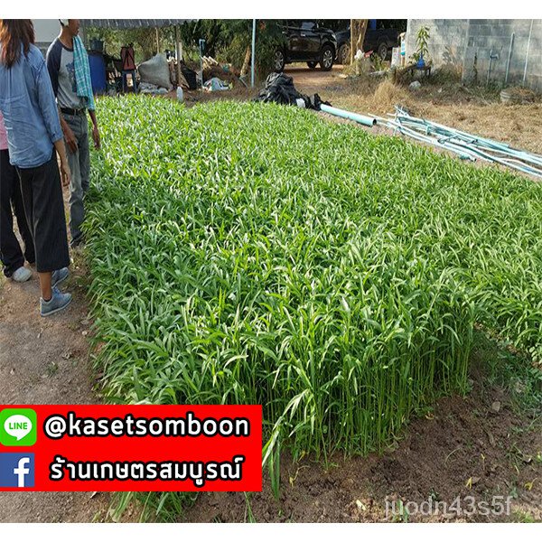 จุดประเทศไทย ยอดไผ่ 9 เมล็ดผักบุ้งจีน พันธุ์ ศรแดง ใบสวย แขนงน้อย ใช้ทำ ...