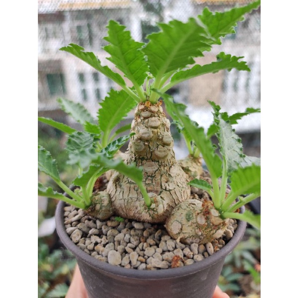 ต้นมะพร้าวทะเลทราย Dorstenia horwoodii - p.plants - ThaiPick