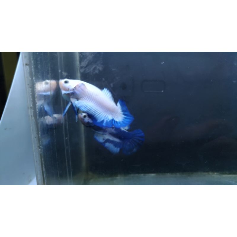 Br 7e และโบนัส ketapang - u8u8u8.th - ThaiPick