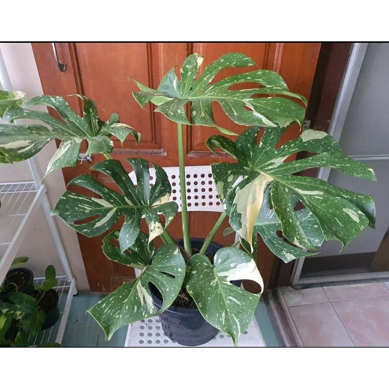 Thaicon ถูกที่สุด พร้อมโปรโมชั่น - มี.ค. 2022 | BigGo เช็คราคาง่ายๆ