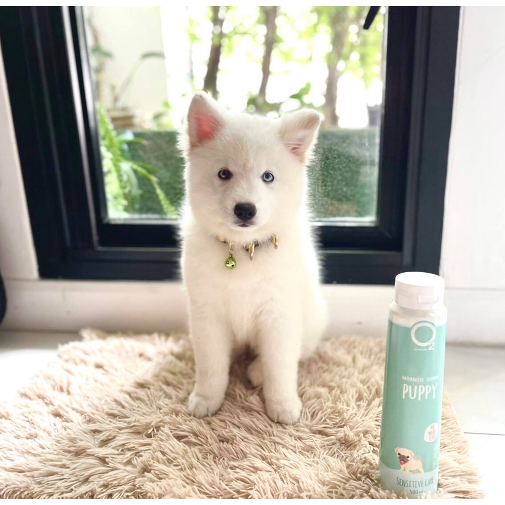 O2 Shampoo (3500 มล.) แชมพูสุนัข สูตร Puppy โอทู เหมาะสำหรับลูกสุนัขและ ...