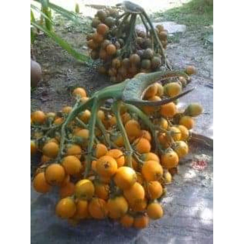 ต้นหมากเตี้ย (หมากกินหมากเคี้ยว) ทนแล้งโตช้าติดผลเร็ว ซื้อ 5 แถม 1 - red_tree - ThaiPick