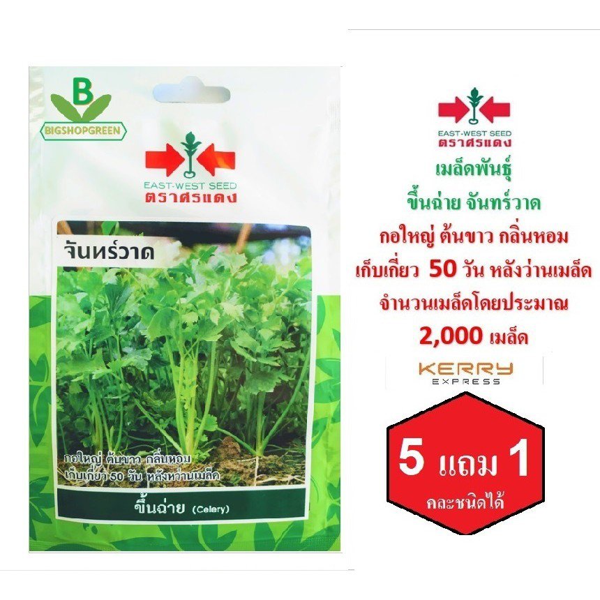 คื่นฉ่าย SL SEEDLINE - pokv0_5mde - ThaiPick