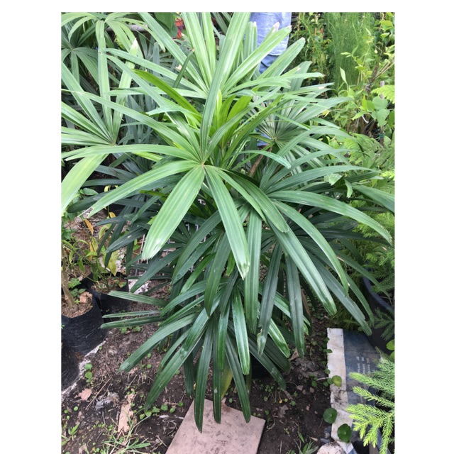 ต้นจั๋งญี่ปุ่น กอละ 4ต้น ใบเขียว สวยๆ ไม้ฟอกอากาศ สูง80-100ซม ...