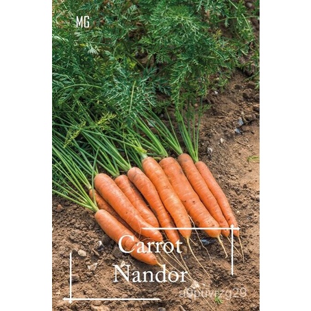 2022Carrot Mix Seeds - 100 Seed Pot Friendly - - Dark Purple ...