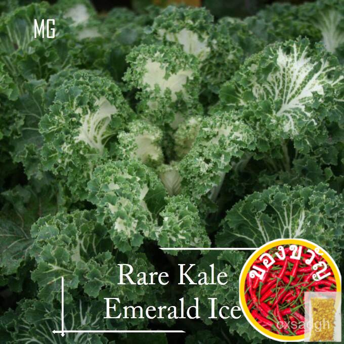 หายาก Emerald Ice เมล็ด-20เมล็ด หม้อ ท่าน้ำ Pasu Benih Ice น้ำแข็ง甘蓝菜 ...