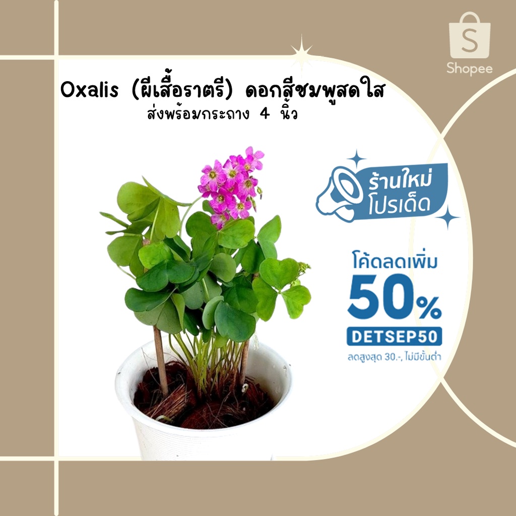 ลด 50 โค้ด DETSEP50 oxalis (ผีเสื้อราตรี) ดอกสีชมพูสดใส ส่งพร้อมกระถาง 4 นิ้ว - natchoienee ...