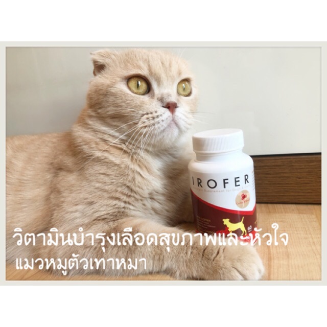 วิตามินบำรุงเลือดสุขภาพและหัวใจIrofer ไอโรเฟอร์ - cattygift - ThaiPick