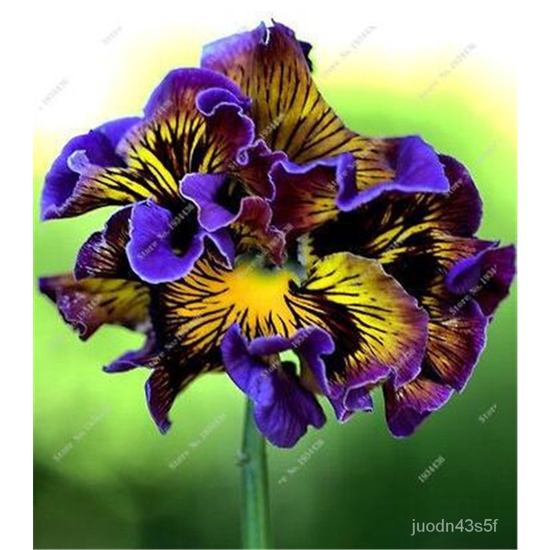 2022Free Shipping 30 Pcs Exotic Seed Pansy Seeds Mix Color Wavy Viola ...