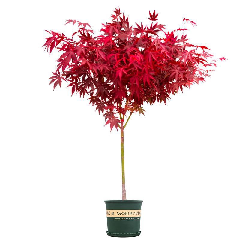 x☍ เรด เมเปิล บอนไซ กระถาง Four Seasons Chinese Red Maple Saplings ...