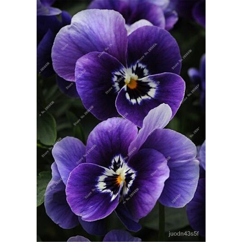 2022Free Shipping 30 Pcs Exotic Seed Pansy Seeds Mix Color Wavy Viola ...