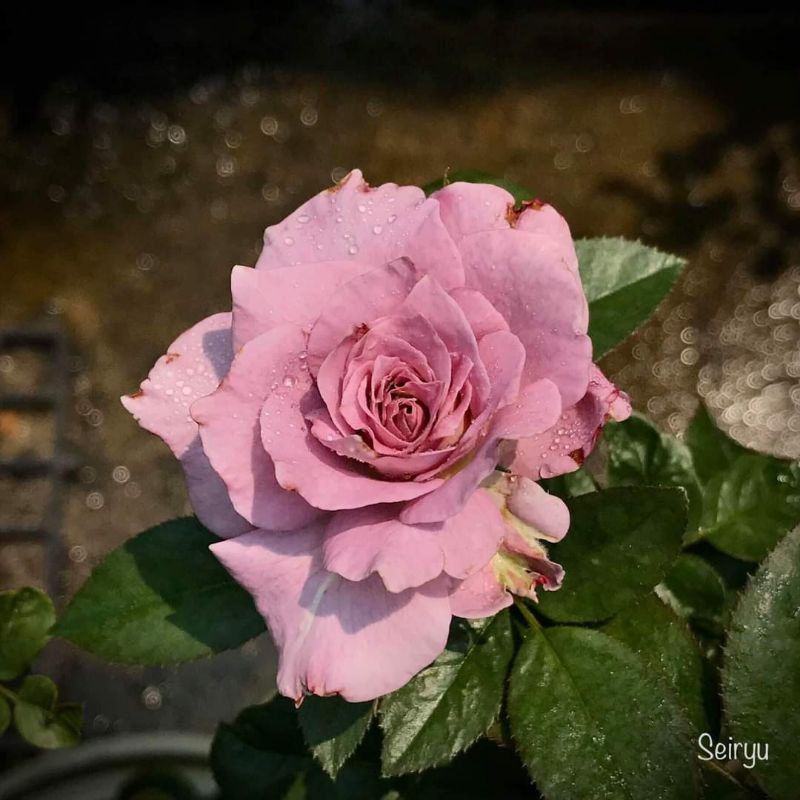 กุหลาบ เซริว (Seiryu rose) | Shopee Thailand