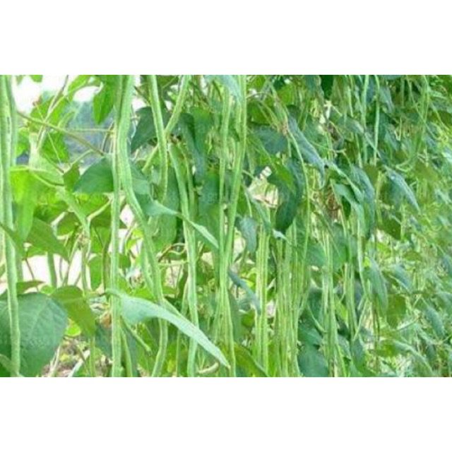 Sitaw Seeds Sitaw Vegetable Seedsเด็กพืชหมวกเมล็ดสร้อยข้อมือดอกทานตะวัน ...