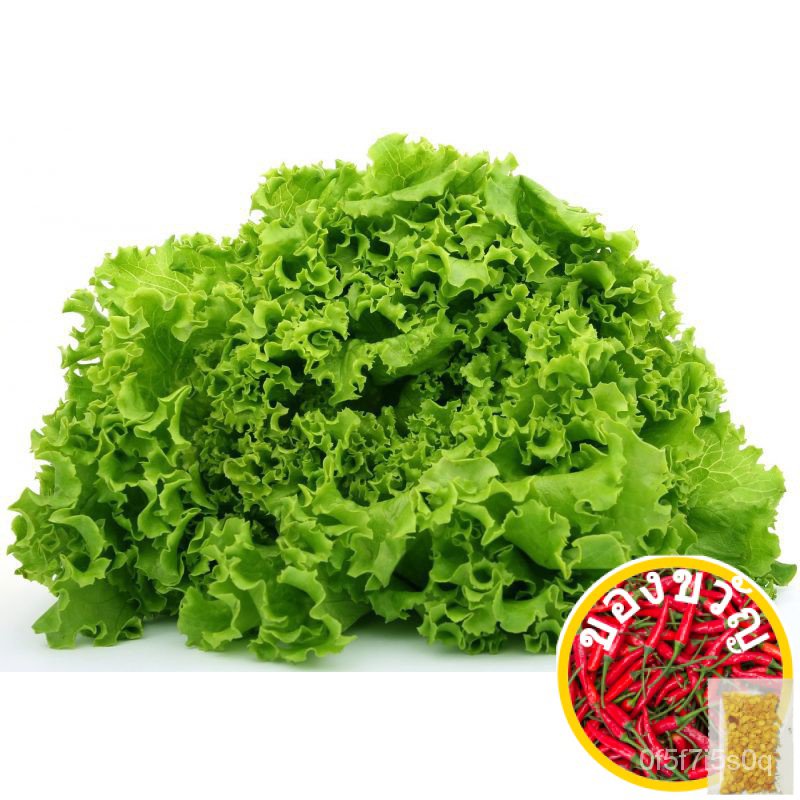 Lettuce Leafy Green Altima Loose Leaf Lettuce Seeds ...