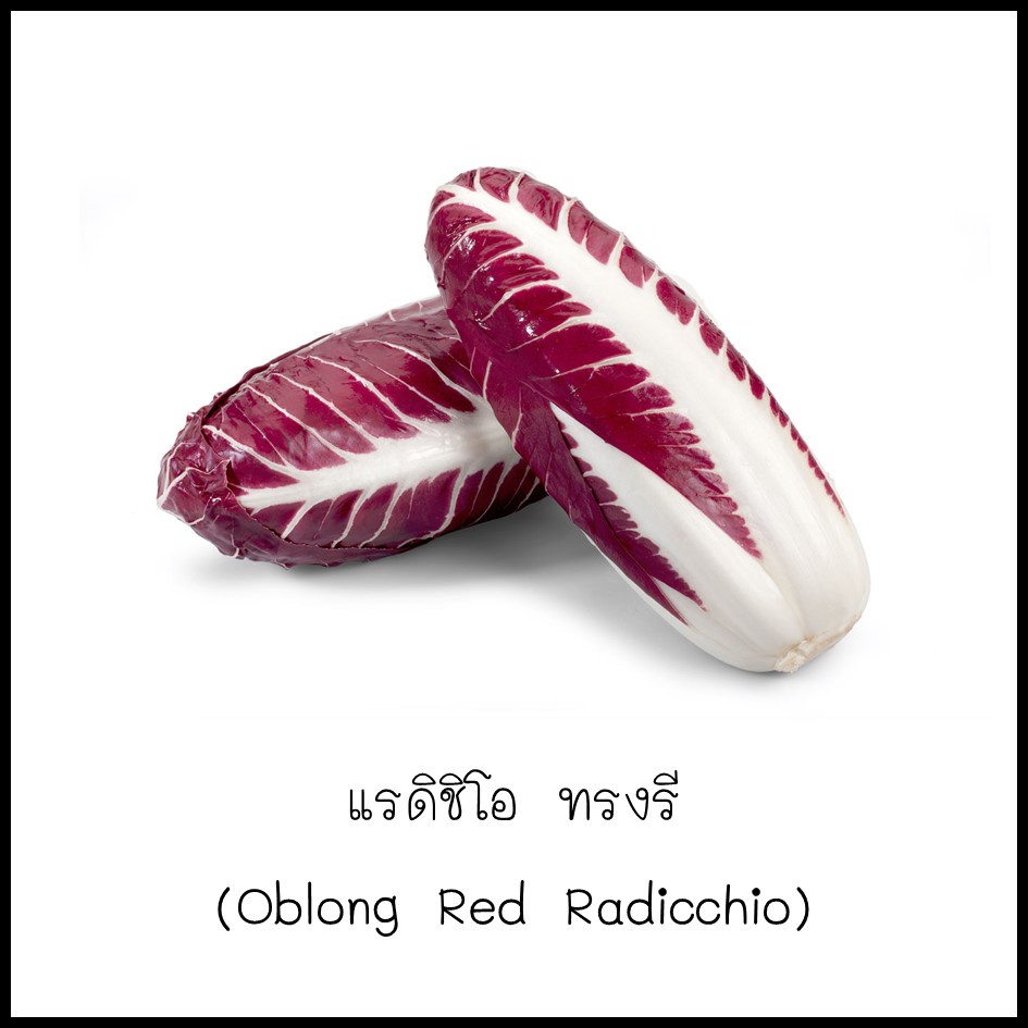 เมล็ดแรดิชิโอ ทรงรี (Oblong Red Radicchio) 50 เมล็ด [10 แถม 1 คละได้ ...