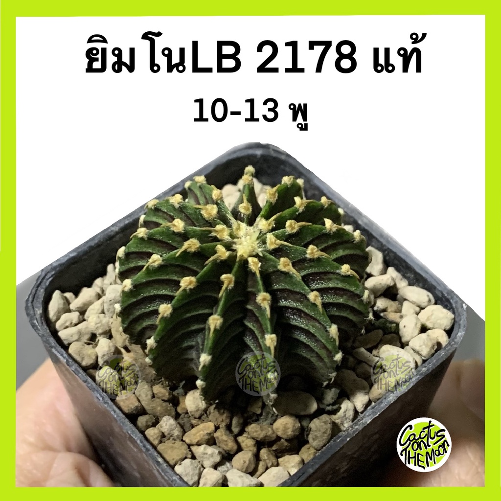(มีโค๊ด)ยิมโน LB 2178 แท้ 10-13 พู ไม้เมล็ด ทรงสวย คัดพิเศษ ขนาด2.5-4ซม ส่งแบบถอดกระถาง | Shopee ...