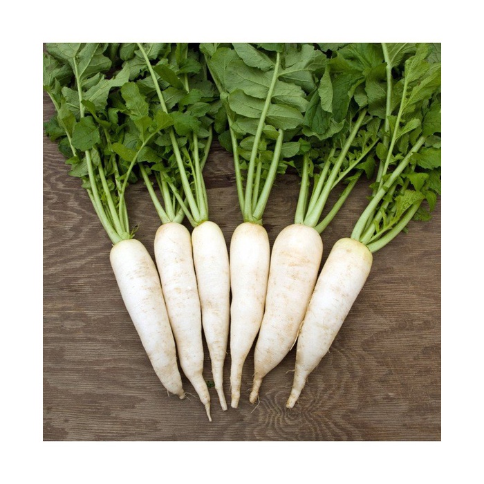 จุดประเทศไทย Radish 3grams 210-250 pcs Snow White Vegetables Seeds ...