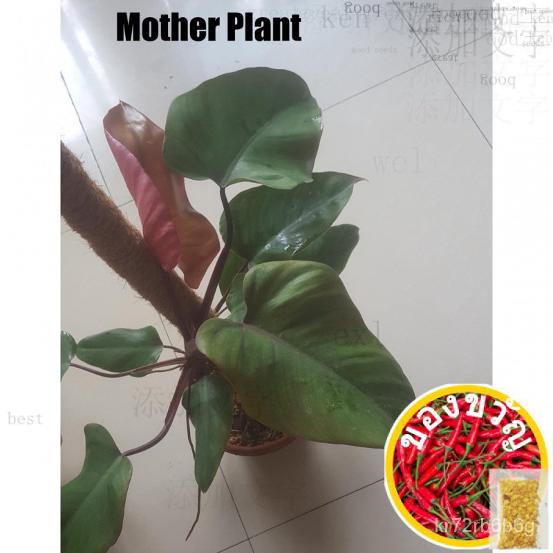 Plant Philodendron Erubescens Blushing Philo (Rooted Cuttings)เตียง ...