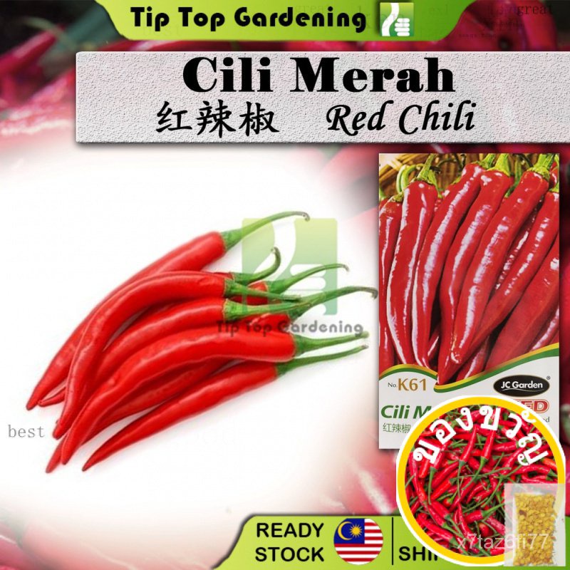 K61 RED CHILI JC GARDEN VEGETABLE SEED BIJI BENIH CILI MERAH香菜/儿童/头饰/文胸 ...