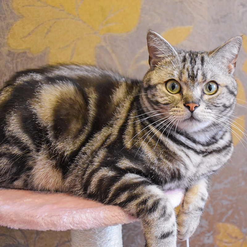 MAODOU/Edamame ขนาดเล็ก แมวปีนกรอบป่านศรนารายณ์บดกรงเล็บแมวกรงเล็บ ...