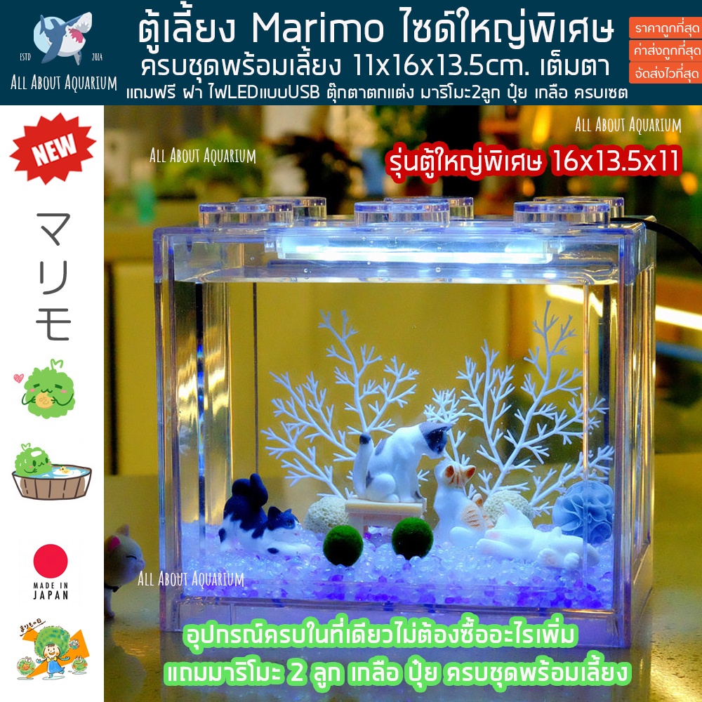 ชุดพร้อมเลี้ยงมาริโมะแท้ marimo ได้ของครบชุด แถมฟรีวิตามินบำรุงและเกลือทะเล ส่งของทุกวันได้ของไว ...