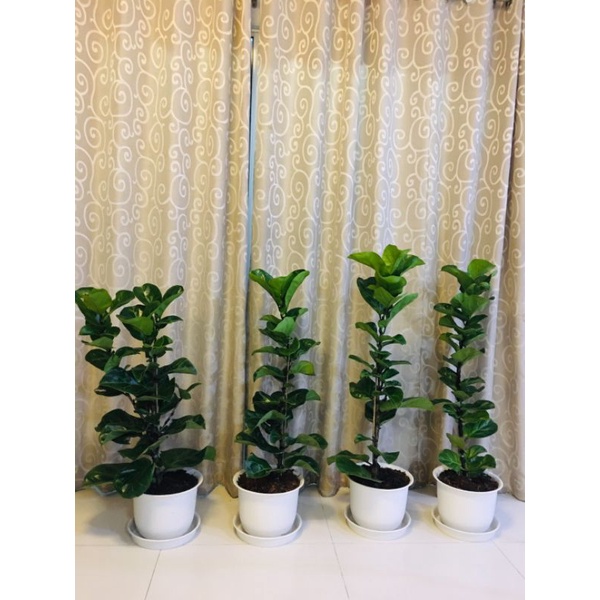 ไทรใบสักแคระ ไม้ฟอกอากาศ - boy_chatchai - ThaiPick