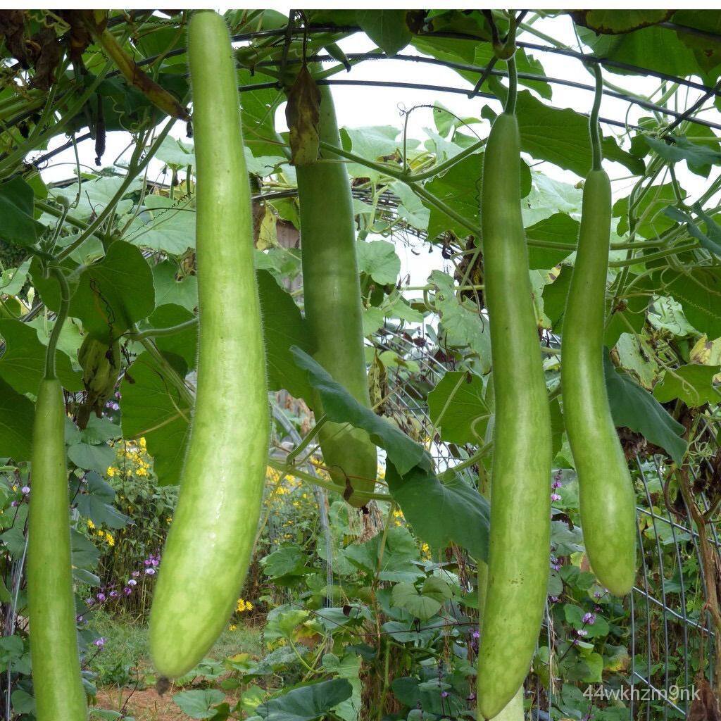 เมล็ดพันธุ์ น้ำเต้ายาว คูกุซซี่ (Cucuzzi Gourd Seed) บรรจุ 10 เมล็ด ...