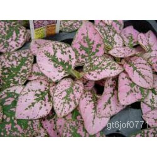 Sure Germination Rate25 HYPOESTEPolka Dot Plant Splash Rose SeedsLike ...