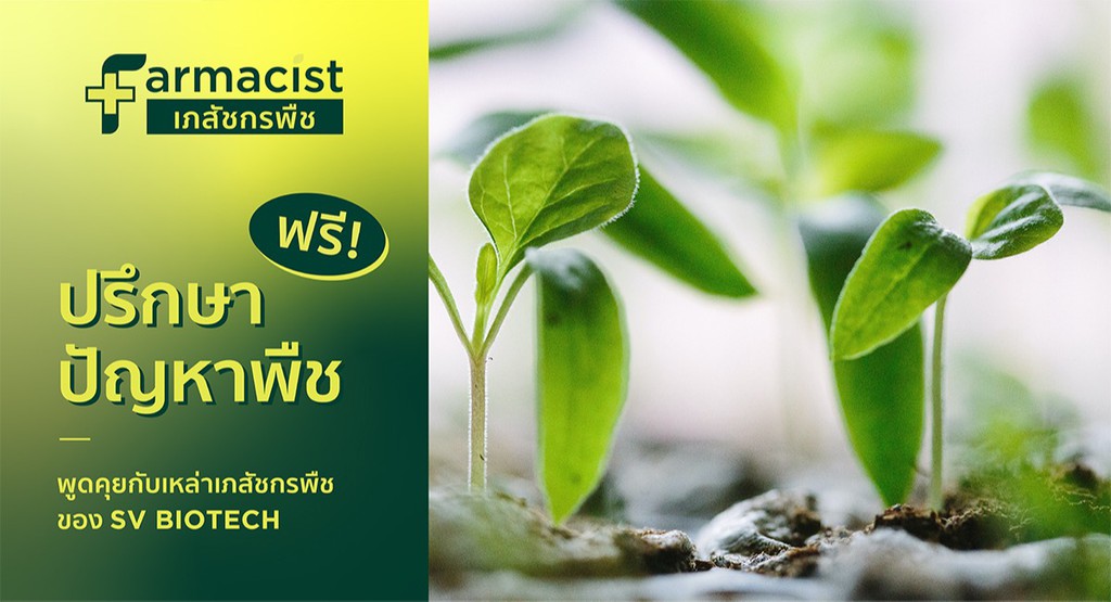 SV BIOTECH, ร้านค้าออนไลน์ | Shopee Thailand