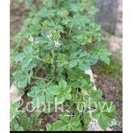 200- seed Maman sayur biji benih jeruk maman 5 daunกระโปรงหมวกผักชี ...