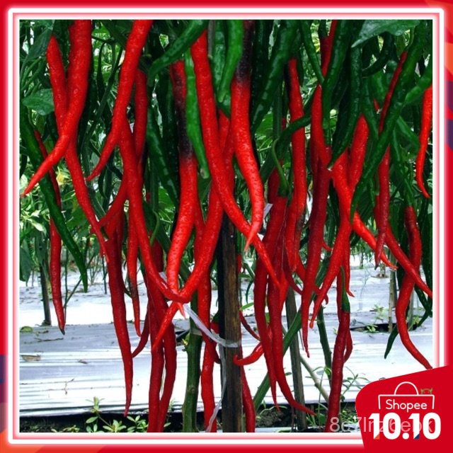 10pcs CILI Merah panjang INDONESIA panjang Sejengkal - 8c7lnz6ebk ...