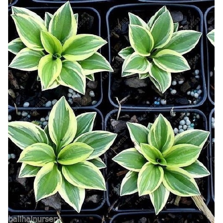 ขายส่ง บอนสี 50 เมล็ด เมล็ดพันธุ์ Hosta plantaginea Caladium Seeds บอน ...