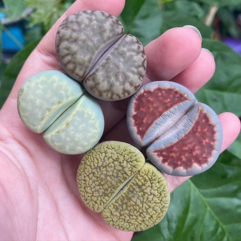 ไลทอปต้นใหญ่ ถูกที่สุด พร้อมโปรโมชั่น เม.ย. 2023|BigGoเช็คราคาง่ายๆ