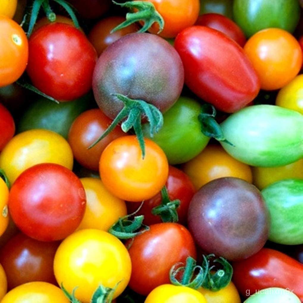 Rainbow Cherry Tomato Seeds for Planting - 20+ Seeds - Amazing Colors ...