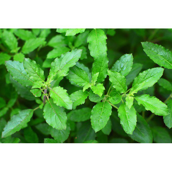 เมล็ดพันธุ์ ผู้ผลิตกระเพราแดง (Red Holy Basil)เมล็ดผัก ผักสวนครัว ปลูก ...